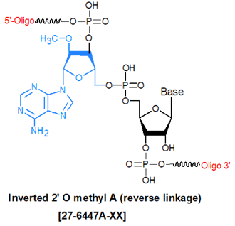 Inverted 2'O methyl A Oligo Modifications from Gene Link