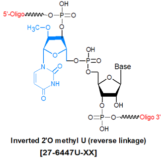 Inverted 2'O methyl bases Oligo Modifications from Gene Link