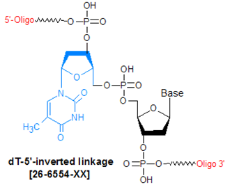 Inverted dT (reverse linkage) Oligo Modifications from Gene Link
