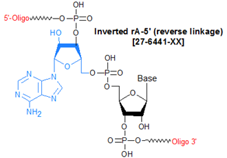 Inverted rA (reverse linkage) Oligo Modifications from Gene Link