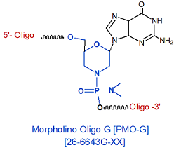 Morpholino G PMO-G Oligo Modifications from Gene Link