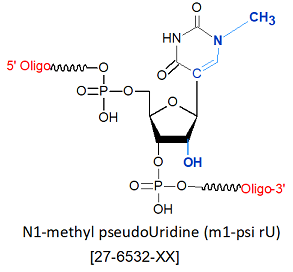 N1-methyl pseudoUridine (m1-psi rU) Oligo Modifications from Gene Link