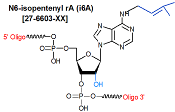 N6-isopentenyl-rA (i6a) Oligo Modifications from Gene Link