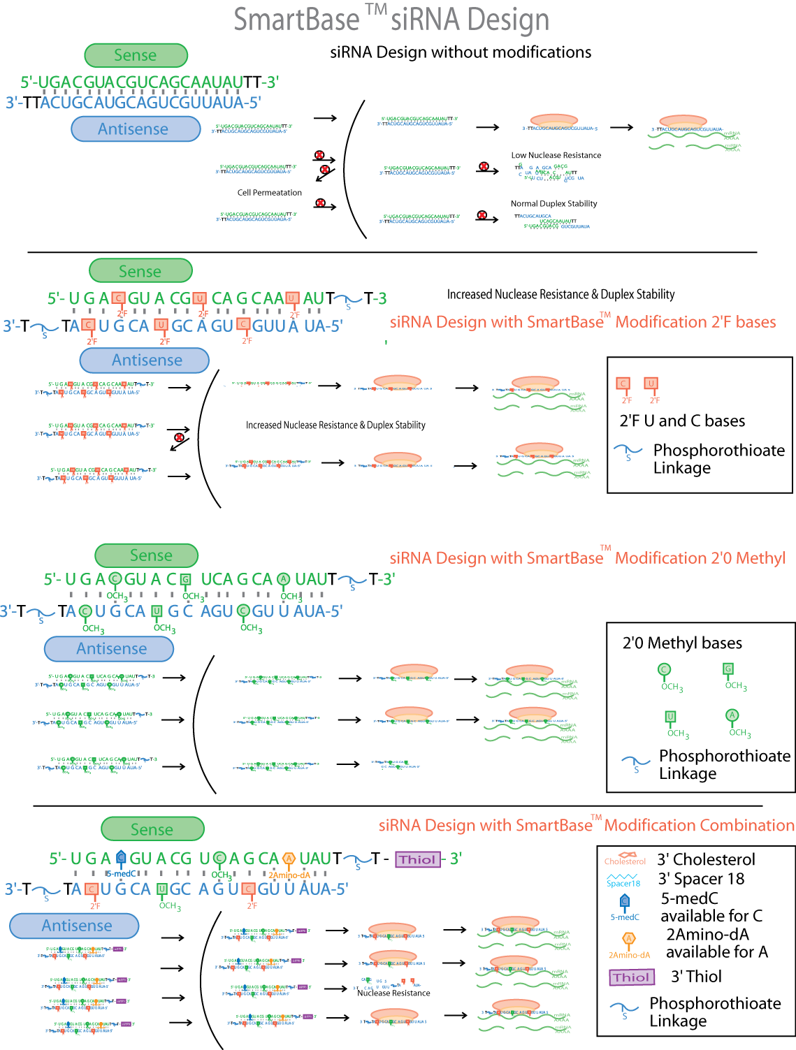 siRNA and RNAi pricelist from Gene Link